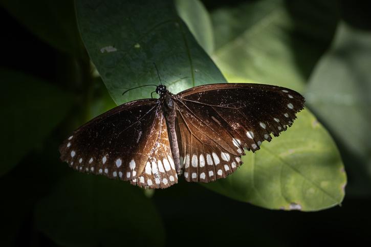 The Butterfly (And Moth) Effect