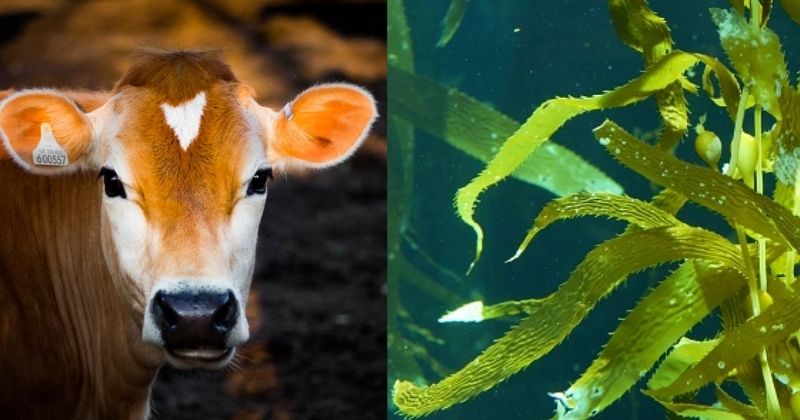 Cows Who Eat Seaweed Release 20% Less Methane As Fart And Burps, Finds ...