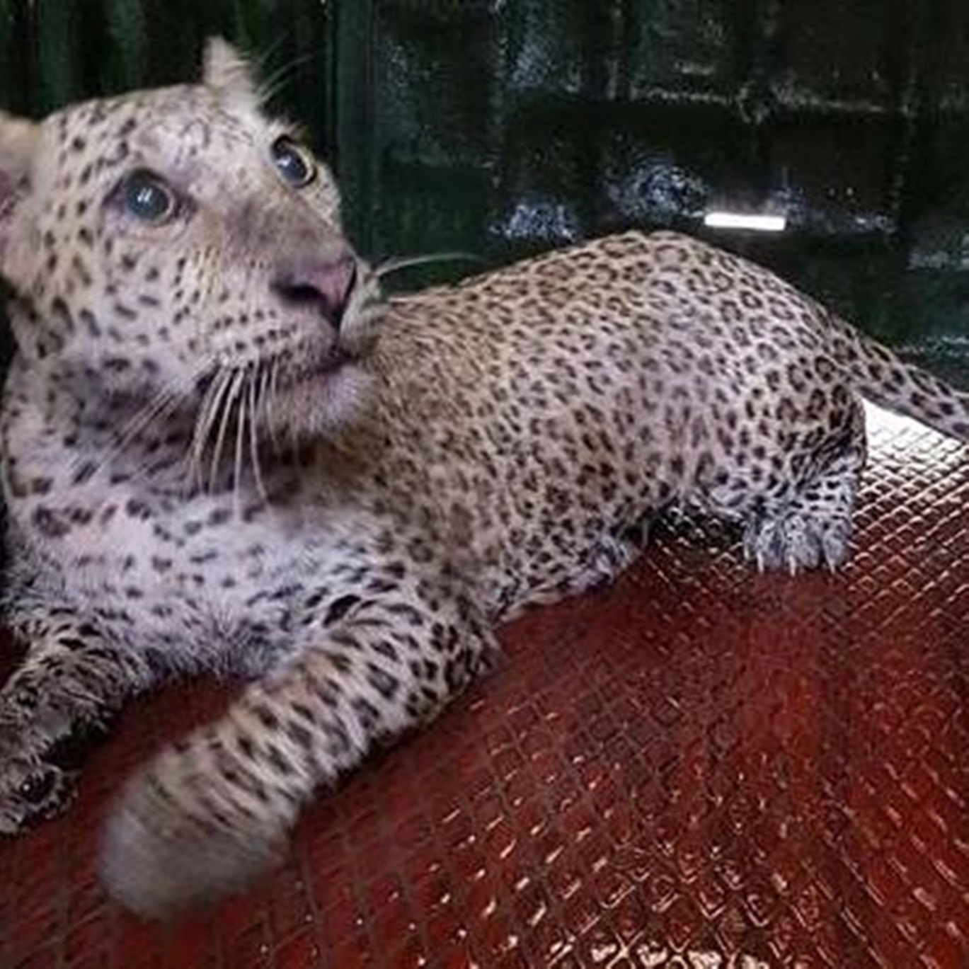 Boy Injured In Leopard Attack In Mumbai's Aarey, A Week After The ...