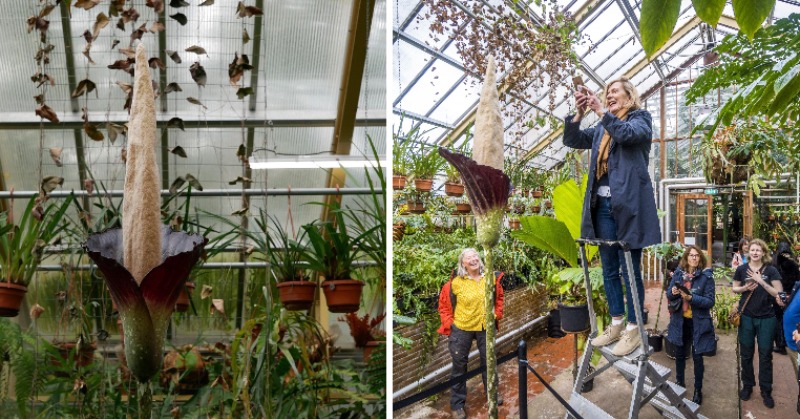 Rare ‘penis plant’ blooms for first time in nearly 25 years