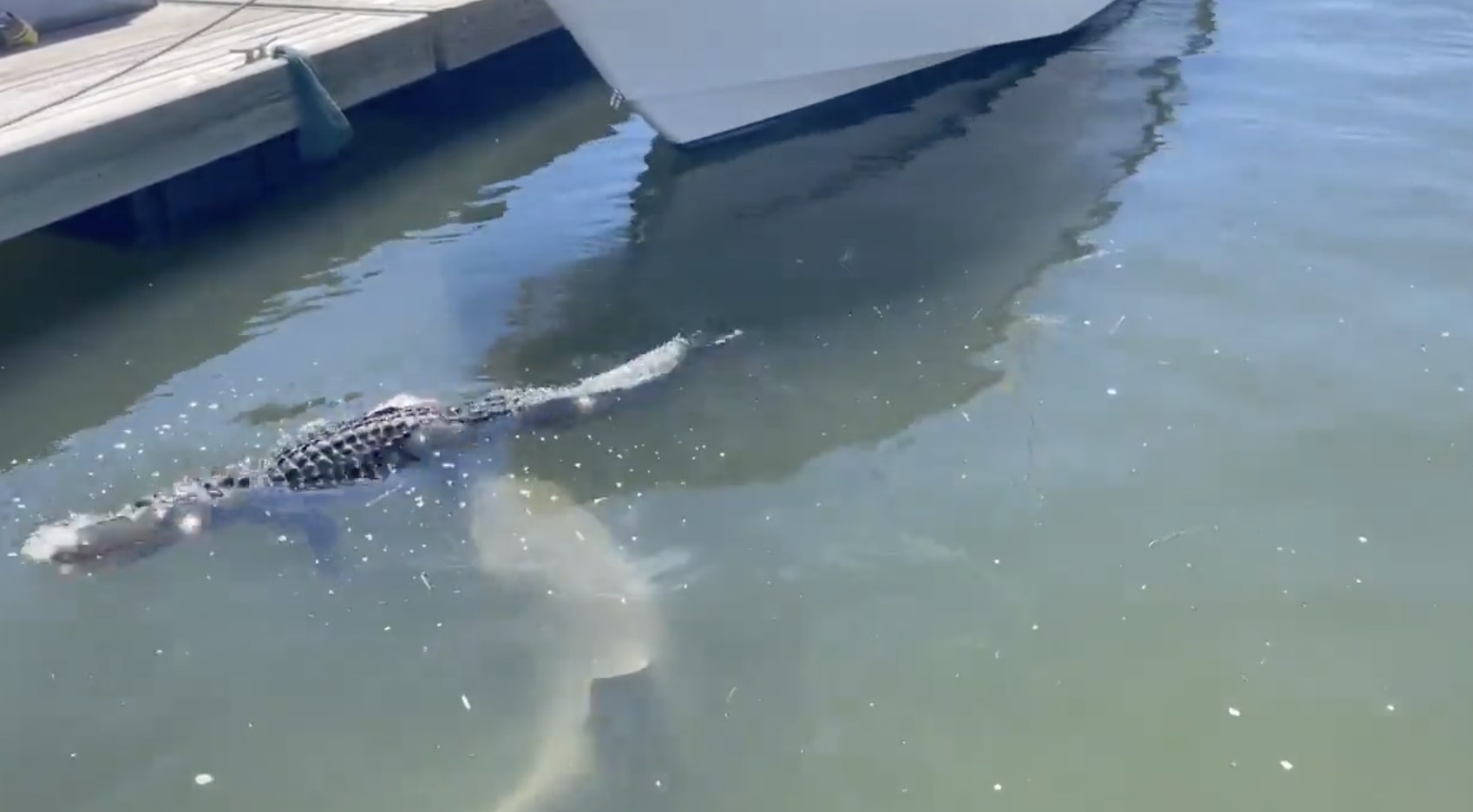 Shark Circles, Attacks Alligator In Shocking Video