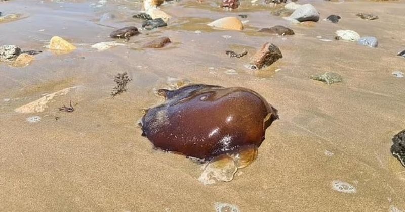 Unknown Blob-Like Creature On Australian Coast Reveals Mysteries Of Our ...