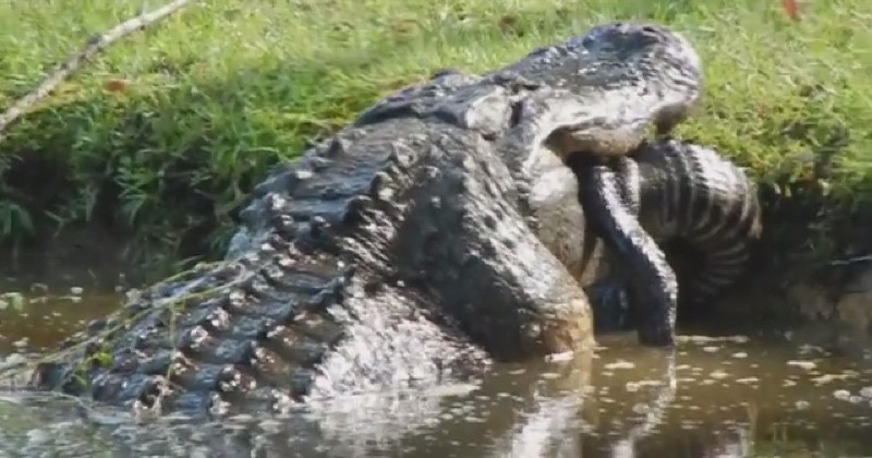 Giant Alligator Eats Another Alligator In Viral Video