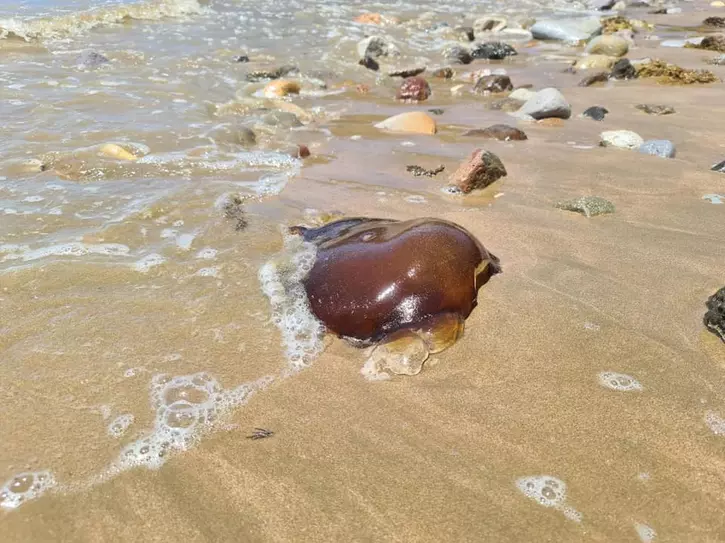 Mysterious Jelly-Like Creature Washes On Australian Beach Mysterious Jelly-Like Creature Washes On Australian Beach