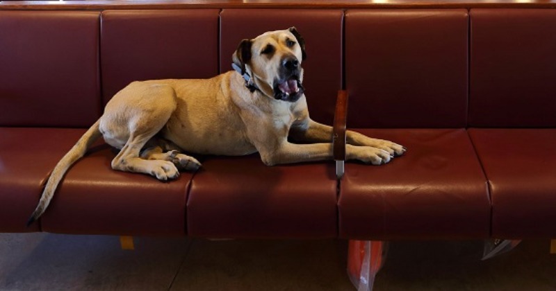 Meet Boji! Istanbul's Favourite Public Transport Commuter