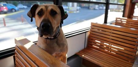 Meet Boji! Istanbul's Favourite Public Transport Commuter