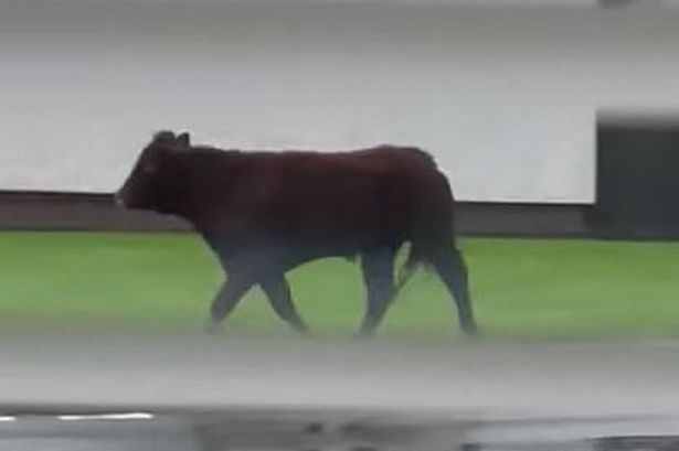 Bull Goes On Rampage After Escaping 'Slaughterhouse’