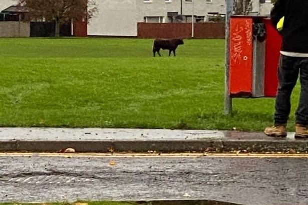 Bull Goes On Rampage After Escaping 'Slaughterhouse’