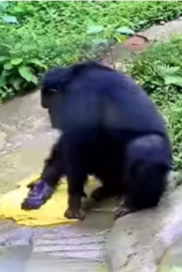 Chimpanzee Washes Clothes With Soap And Brush