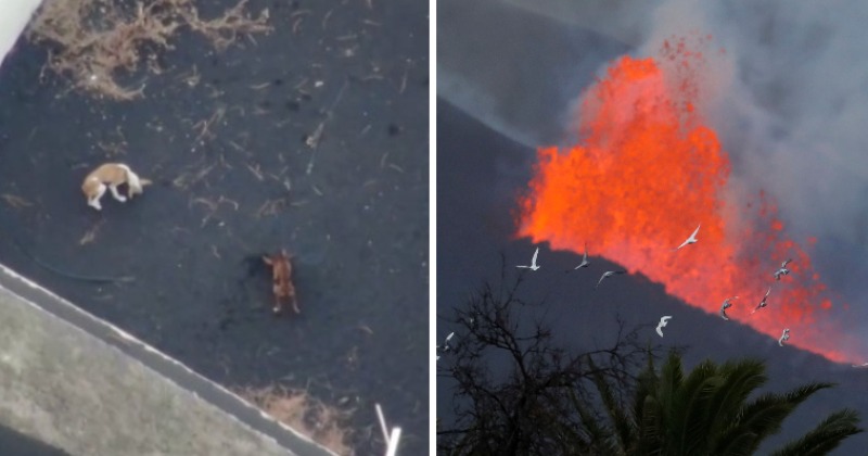Watch: Drones Drop Food For Stranded Dogs Near Erupting La Palma Volcano