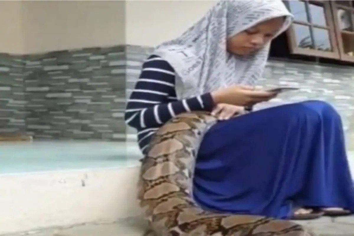 Giant Python Sleeps On Girl’s Lap In Viral Video