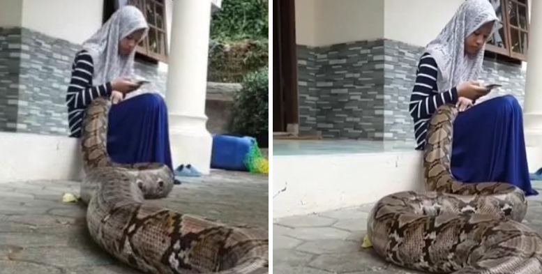 Giant Python Sleeps On Girl’s Lap In Viral Video