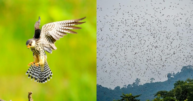 Thousands Of Amur Falcons, The Longest Travelling Raptors, Have Arrived ...