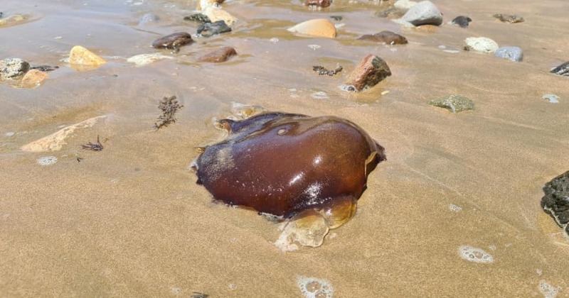 Mysterious Jelly-Like Creature Washes On Australian Beach Mysterious Jelly-Like Creature Washes On Australian Beach