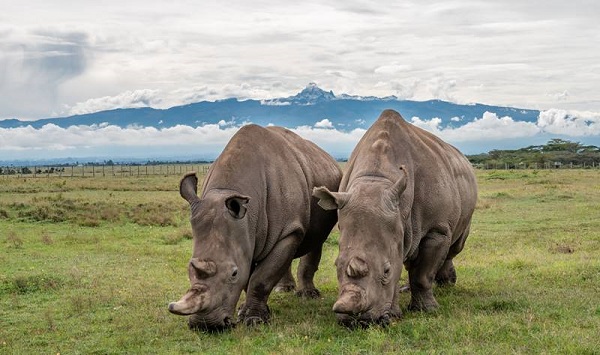 Najin, One Of The World’s Last Two Northern White Rhinos, Retires From ...