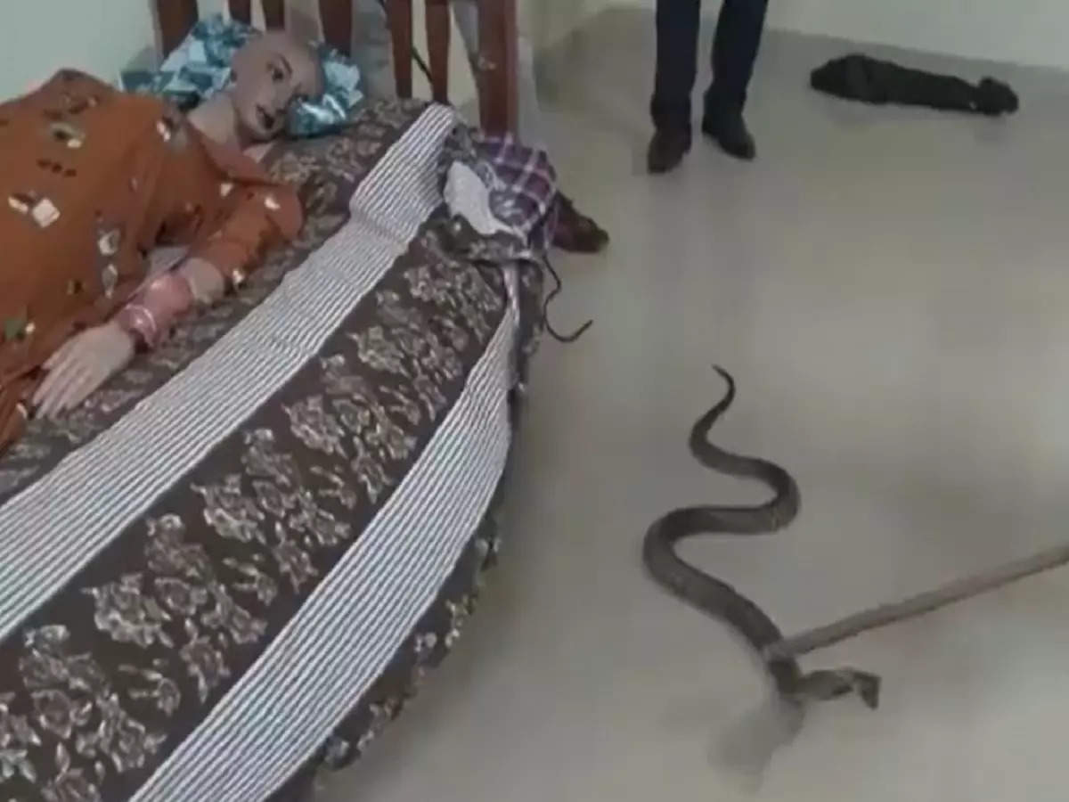 Kerala Snakebite Murder: Timeline Of Bizarre Crime In Which A Snake Was ...