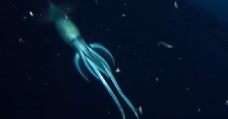 Squid Like Creature Larger Than Human Spotted In Red Sea