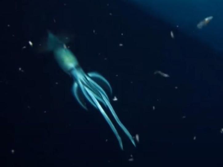Squid Like Creature Larger Than Human Spotted In Red Sea