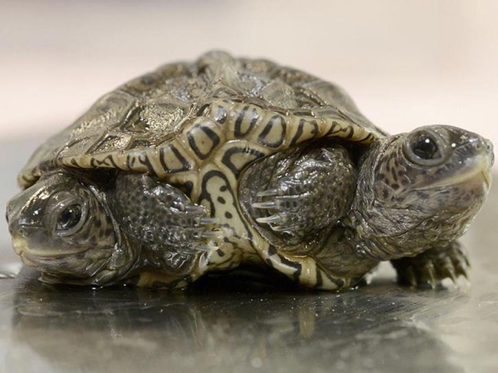 Rare Diamondback Turtle Born With Two Heads And 6 Legs