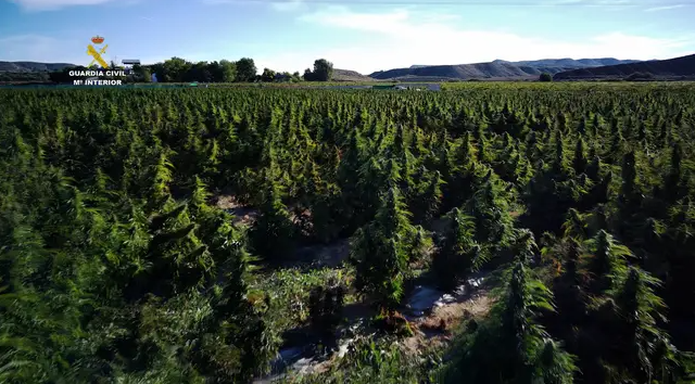 Largest Marijuana Plantation Raided By Police In European History