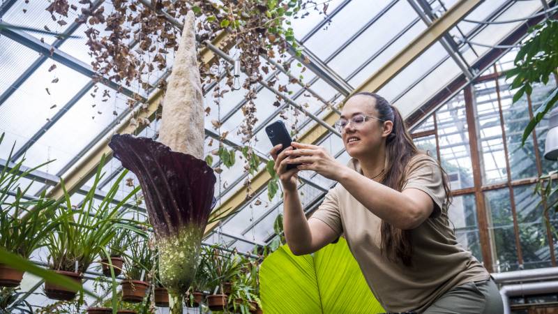 Rare ‘penis plant’ blooms for first time in nearly 25 years