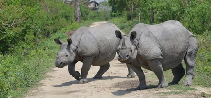 No Rhinos Poached In Assam In 2022: How A Team With 22 Officials ...