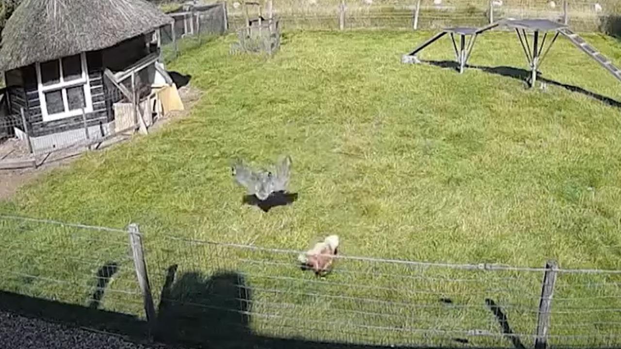 Goat And Rooster Rescue Chicken From Hawk