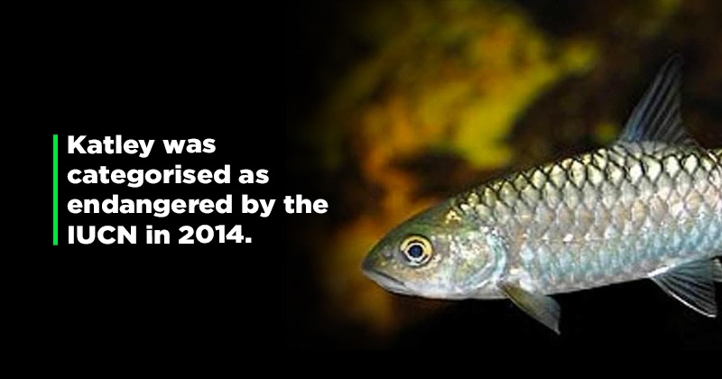 Everything You Need To Know About 'Katley' The Newly Announced State ...