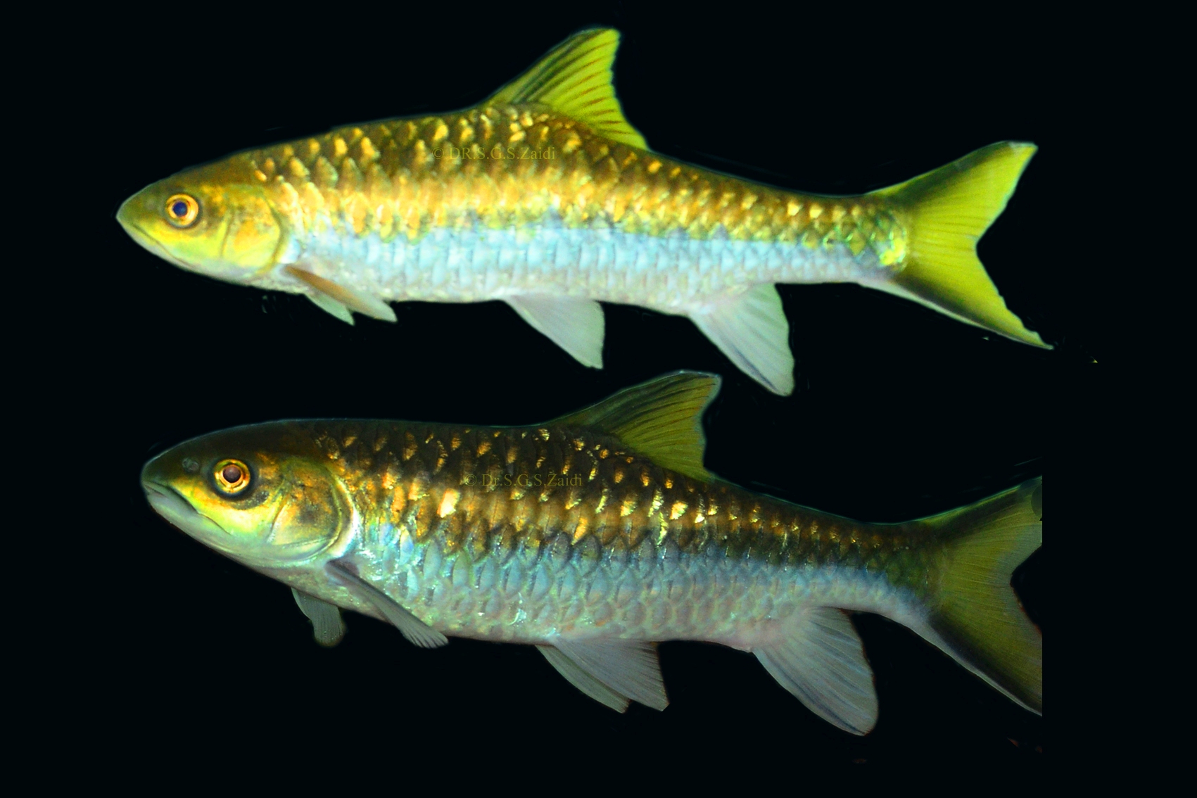 Everything You Need To Know About 'Katley' The Newly Announced State ...