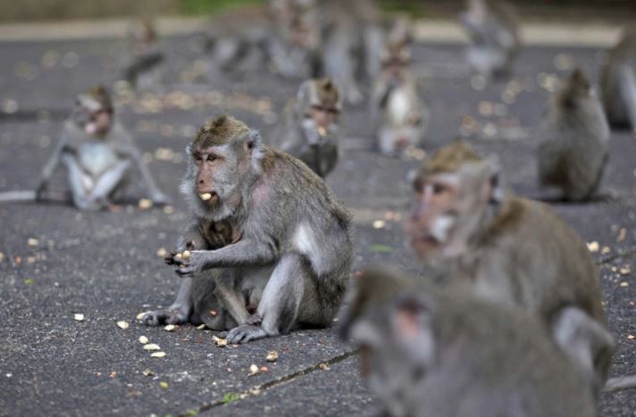 Hungry Monkeys In Bali Raid Village Homes In Search Of Food As Tourist ...