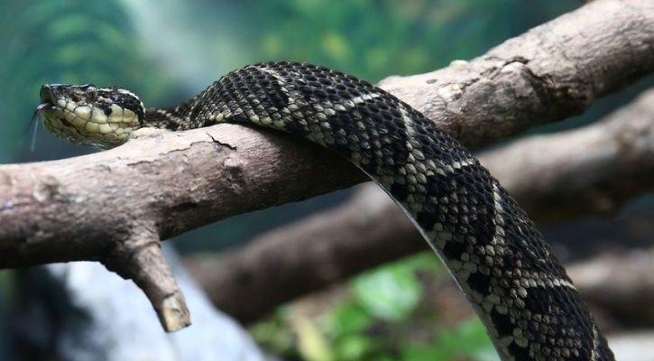 Scientists Discover Snake Venom That Kills Covid-19, With No Harm To Humans