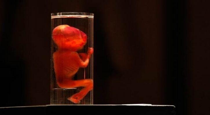 Scientists Can Now Grow Bigger Human Embryos In Labs To Unlock Health ...