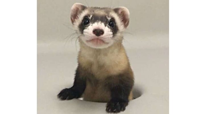 Scientists Bring Back To Life A Ferret That Died In 1988, What Could Go ...