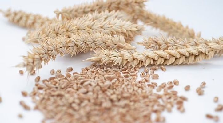 Scientists Create Genetically Modified Wheat With No Cancer-Causing ...