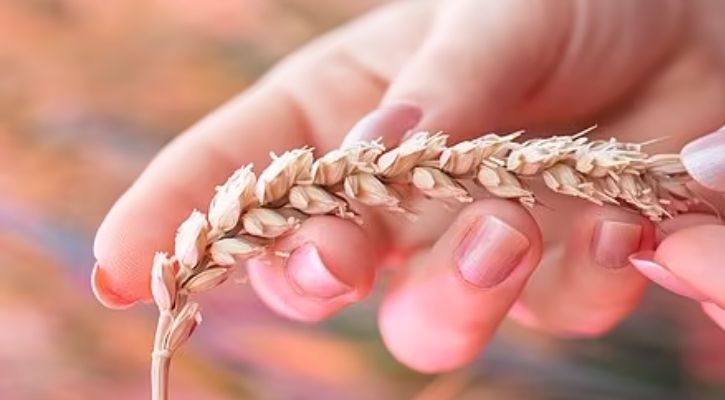 Scientists Create Genetically Modified Wheat With No Cancer-Causing ...