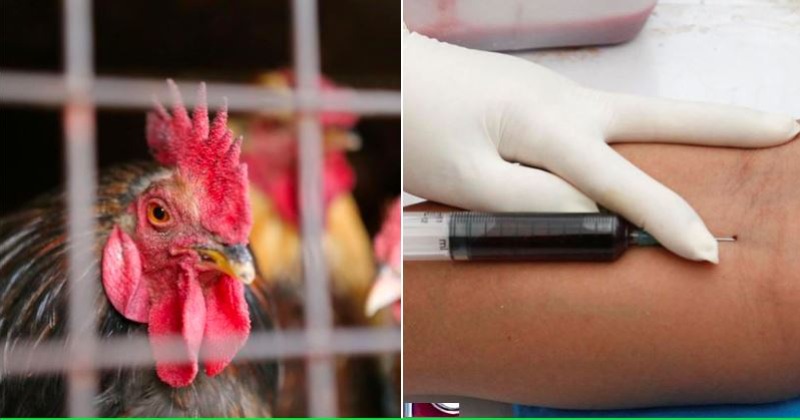 What Is Chicken Blood Therapy?