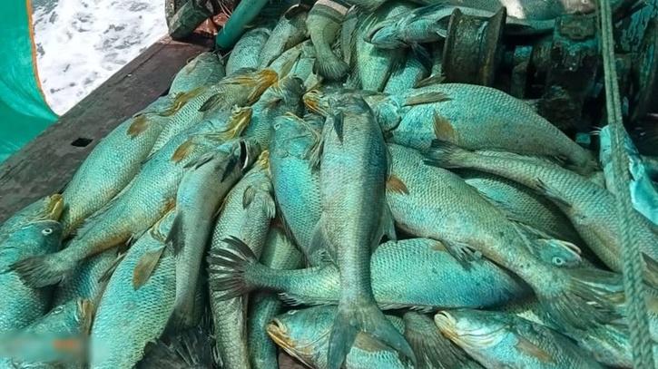 Maharshtra Fisherman Traps 157 Ghol Fishes Worth Rs 1.33 Crores