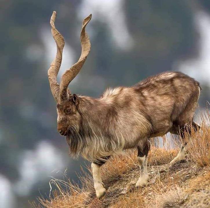 No Border Can Stop Them: Pakistan's National Animal Markhors Visit ...