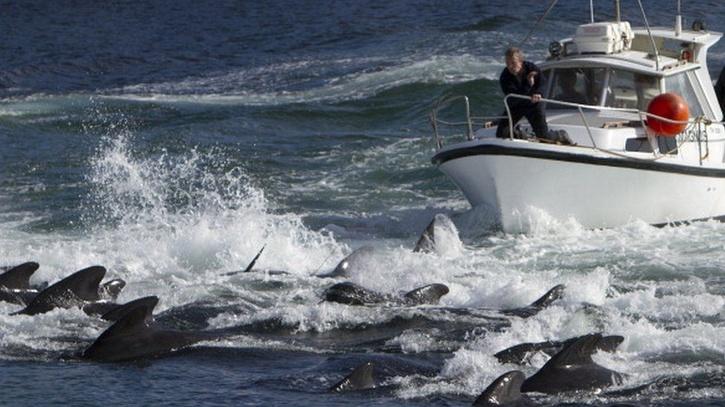 Faroe Islands: Killing Of 1,400 Dolphins As Part Of Tradition Triggers ...
