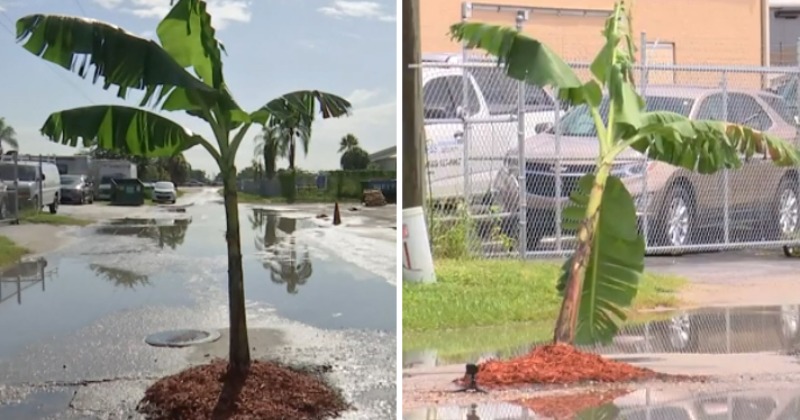 US Man Plants Banana Tress On Potholes