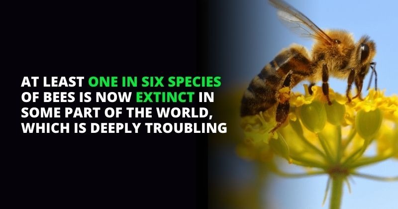 Bee Populations Are Dying: Humans And Science Need To Act Fast To Save Bees