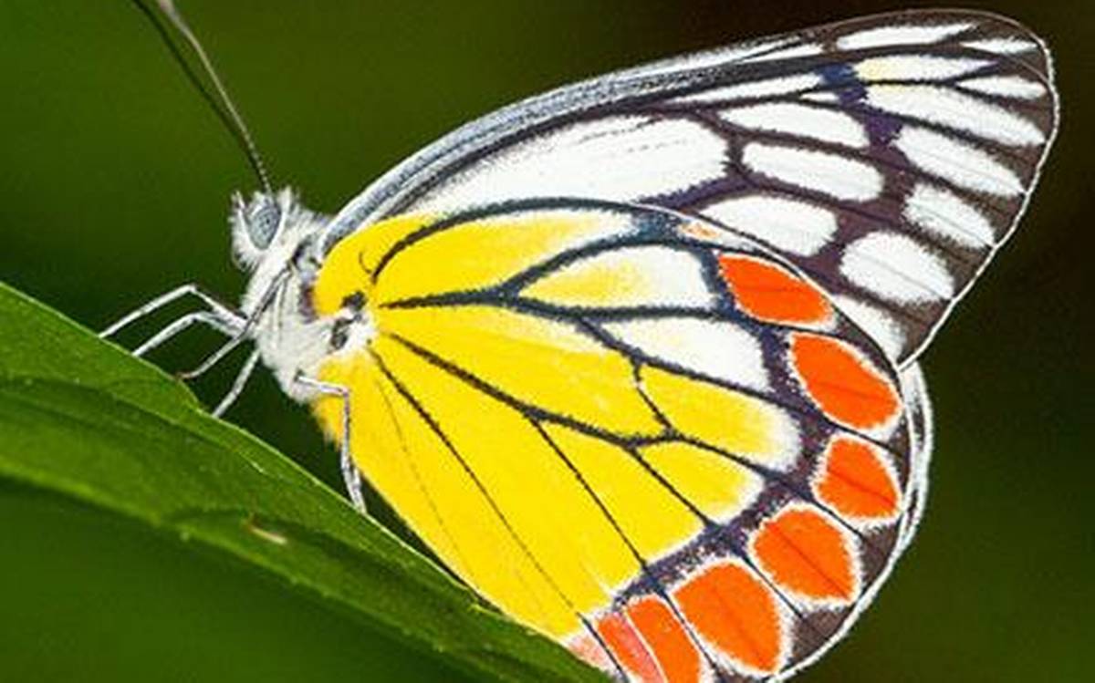 60 Species Of Butterflies Thrive In Haryana's Aravallis & We Must Save ...