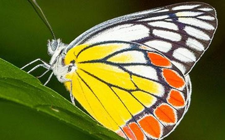 60 Species Of Butterflies Thrive In Haryana's Aravallis & We Must Save ...