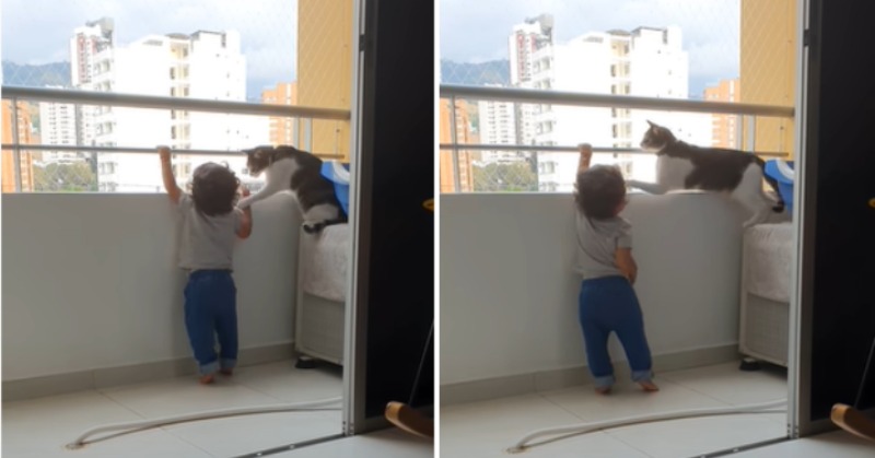 Video Shows Cat Keeping Toddler Safe