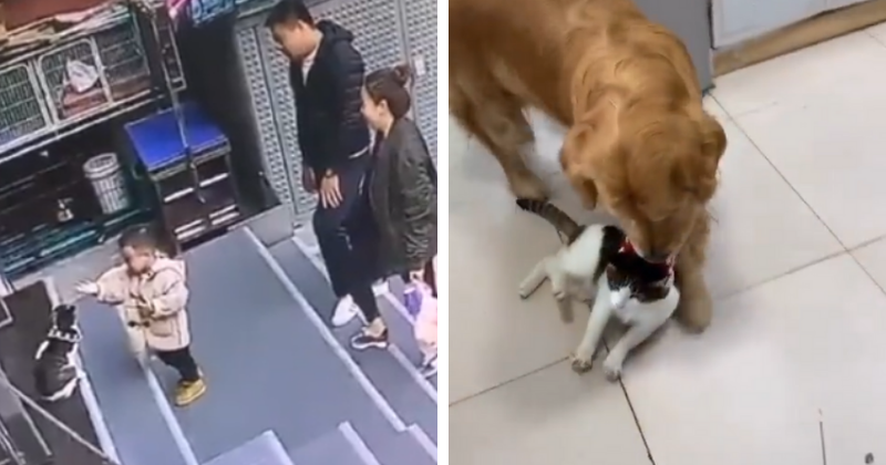 Watch: Dog Drags Cat In Viral Video