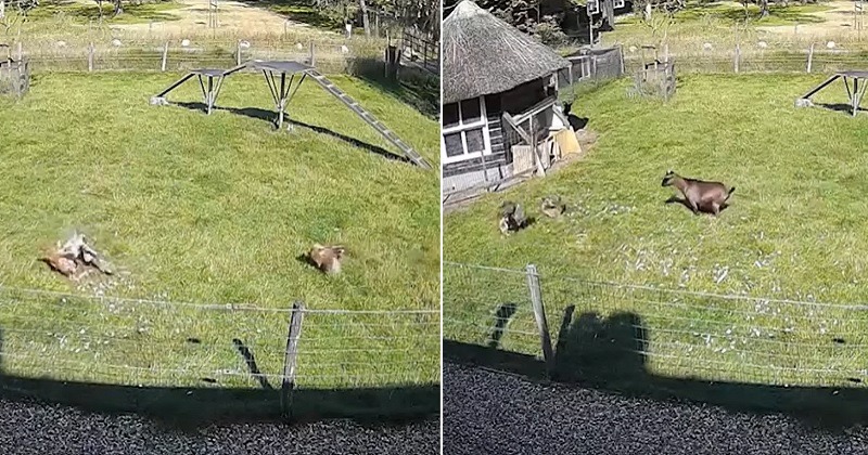 Goat And Rooster Rescue Chicken From Hawk