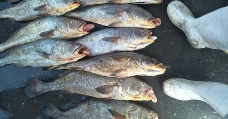 Maharshtra Fisherman Traps 157 Ghol Fishes Worth Rs 1.33 Crores