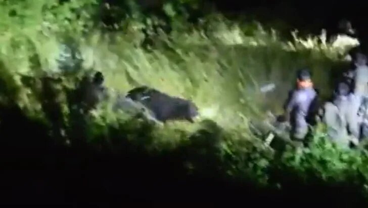 Sloth Bear Shot Dead In Uttarakhand After It Attacked Forest Officials ...