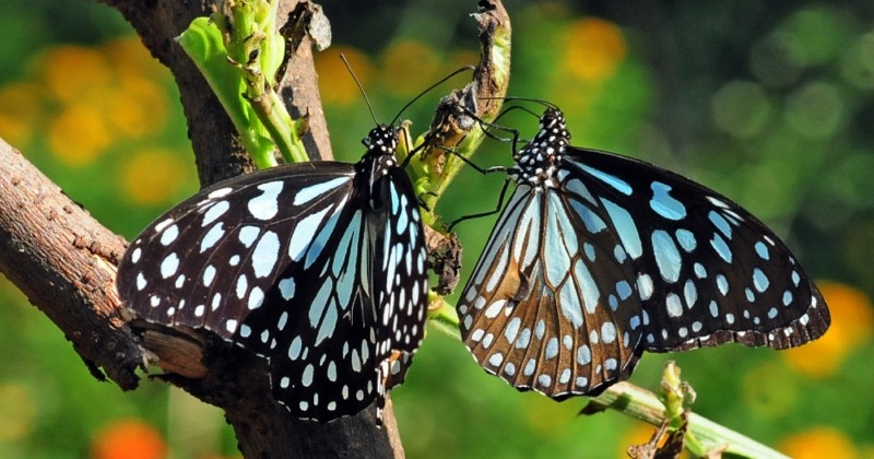 60 Species Of Butterflies Thrive In Haryana's Aravallis & We Must Save ...