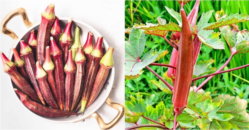 Kashi Lalima Bhindi: हरे रंग की भिंडी तो कई बार खाई होगी, लाल रंग की ...